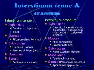 Kuliah abdomen SEMESTER 2 kd 2 anatomy | PPT