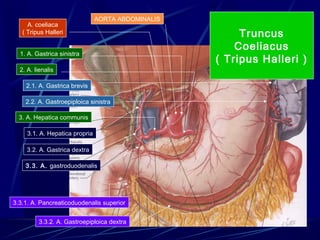 Kuliah abdomen SEMESTER 2 kd 2 anatomy | PPT