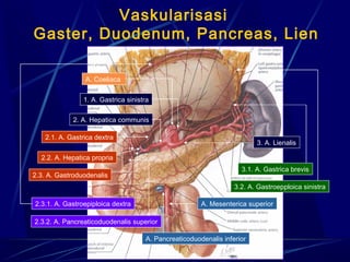 Kuliah abdomen SEMESTER 2 kd 2 anatomy | PPT