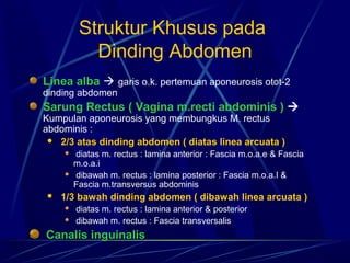 Kuliah abdomen SEMESTER 2 kd 2 anatomy | PPT