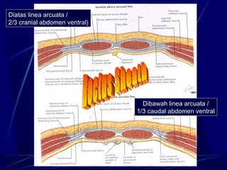 Kuliah abdomen SEMESTER 2 kd 2 anatomy | PPT