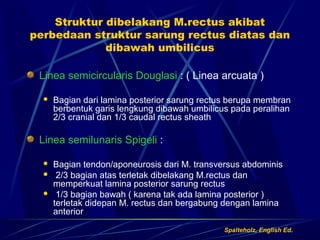 Kuliah abdomen SEMESTER 2 kd 2 anatomy | PPT