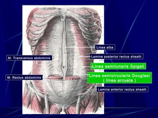 Kuliah abdomen SEMESTER 2 kd 2 anatomy | PPT