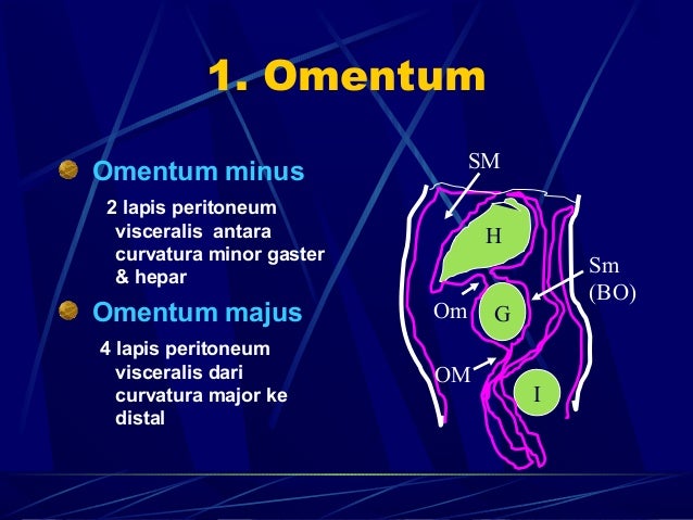 Kuliah abdomen SEMESTER 2 kd 2 anatomy