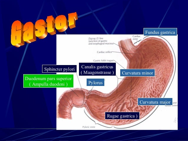 Kuliah abdomen SEMESTER 2 kd 2 anatomy