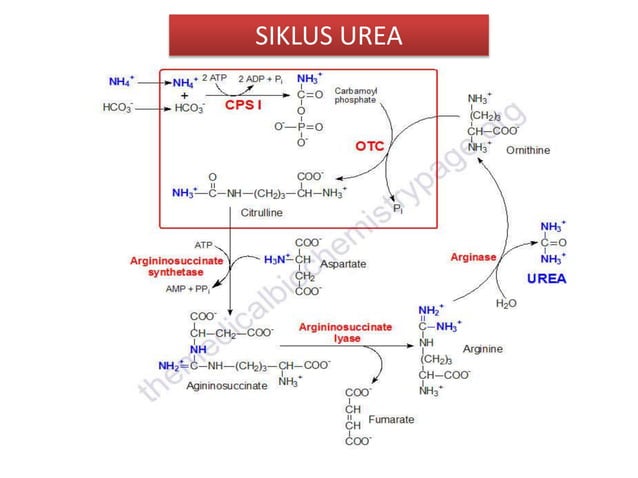Kuliah biokimia 1 siklus nitrogen | PPTX