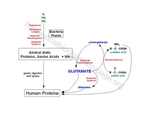 Kuliah biokimia 1 siklus nitrogen | PPTX