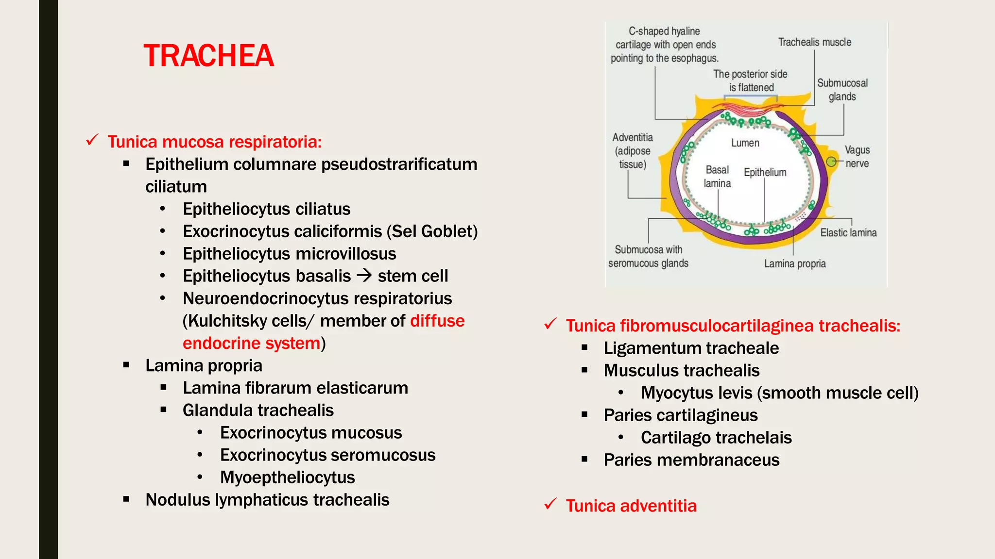 Kuliah Hitologi Respirologi.pptx