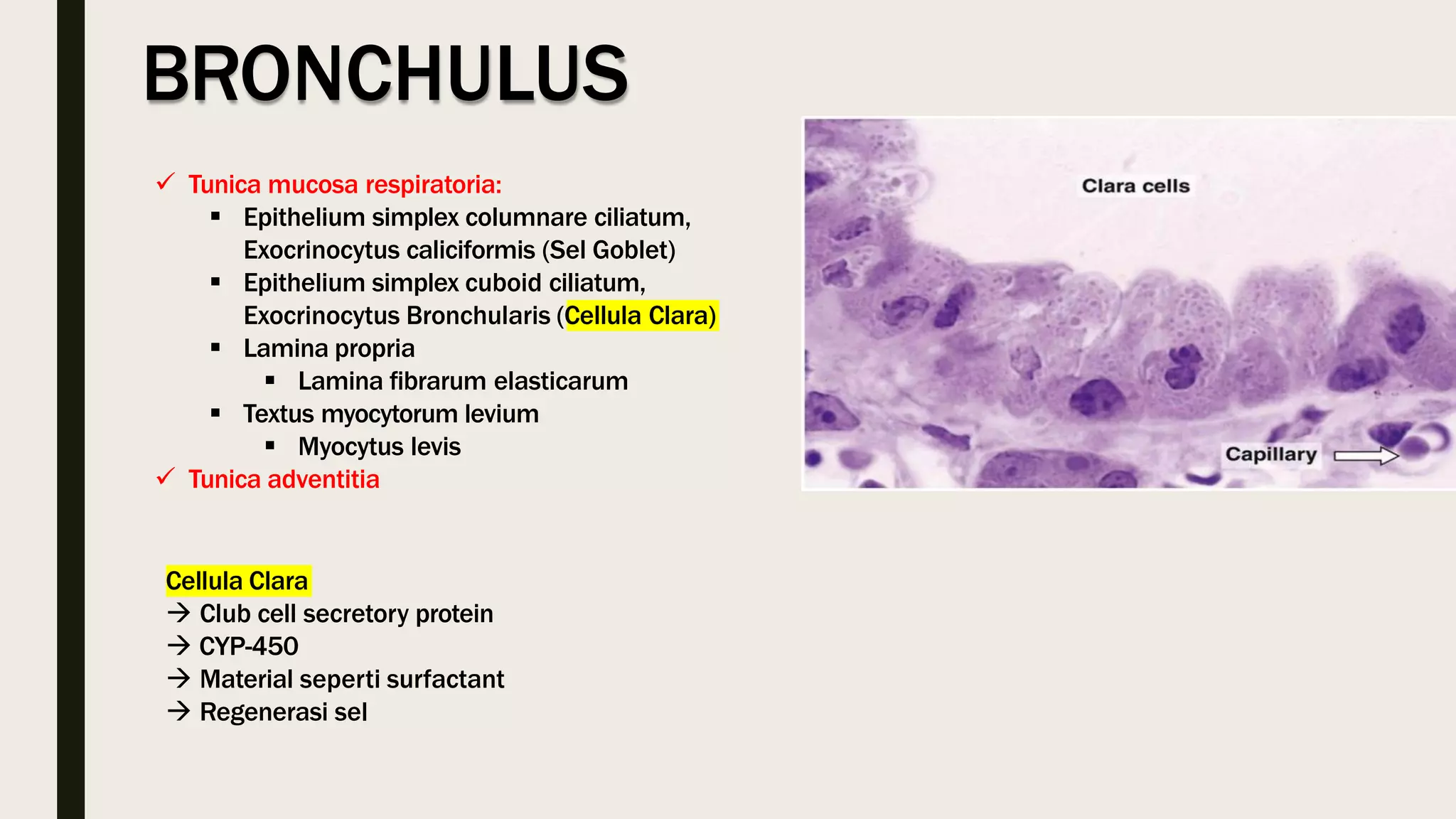 Kuliah Hitologi Respirologi.pptx