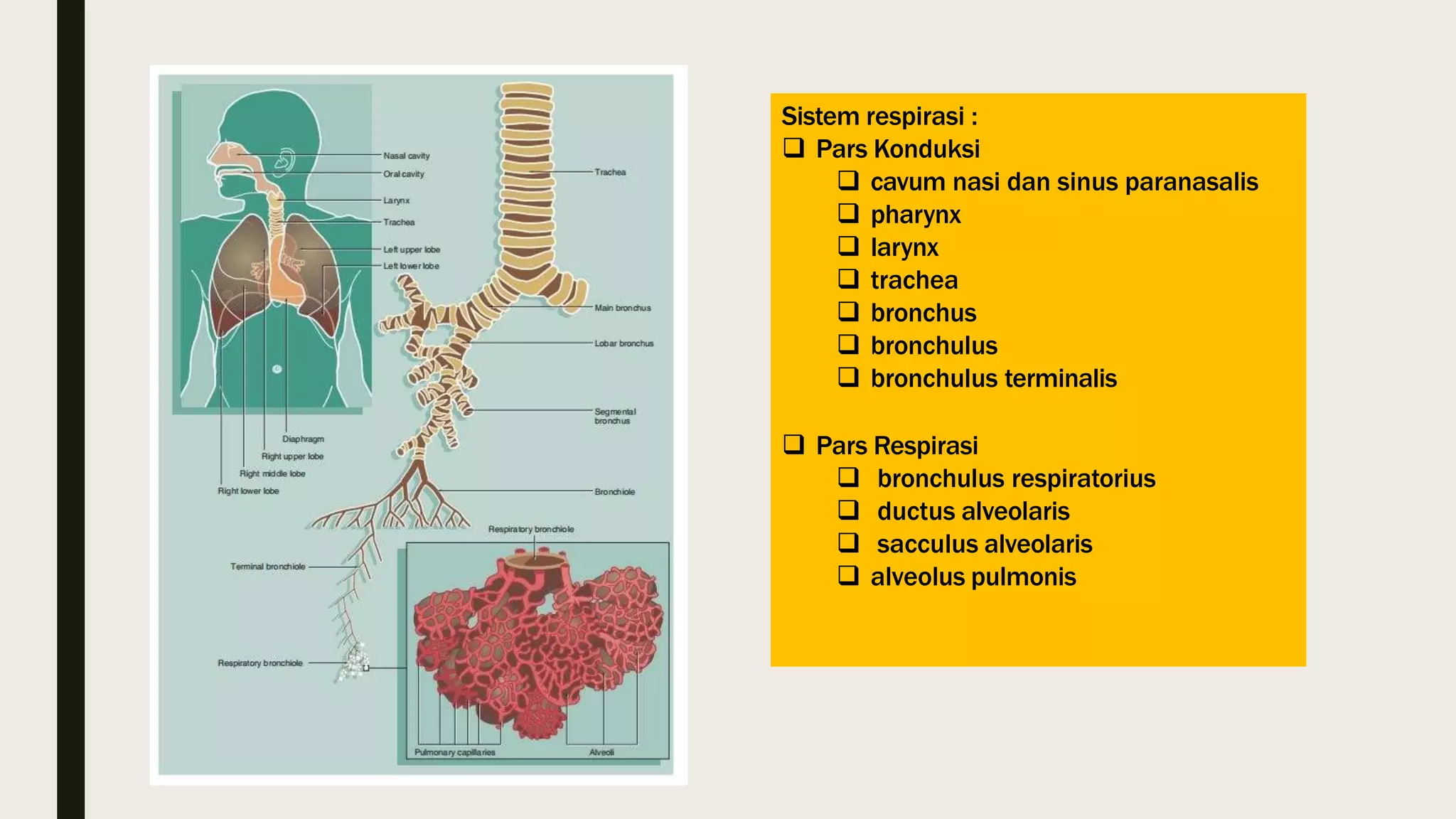 Kuliah Hitologi Respirologi.pptx