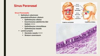 Kuliah Hitologi Respirologi.pptx