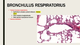 Kuliah Hitologi Respirologi.pptx