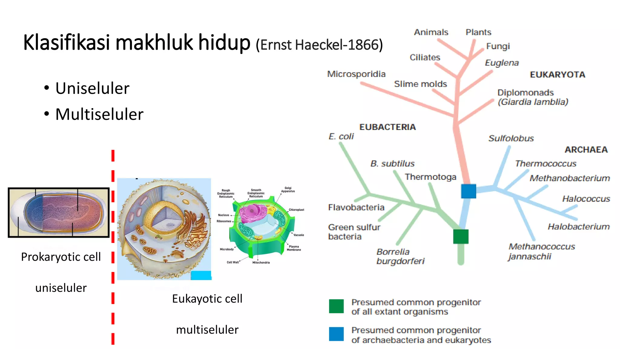 KULIAH I-BIOLOGI REPRODUKSI & GENETIKA DASAR.pdf