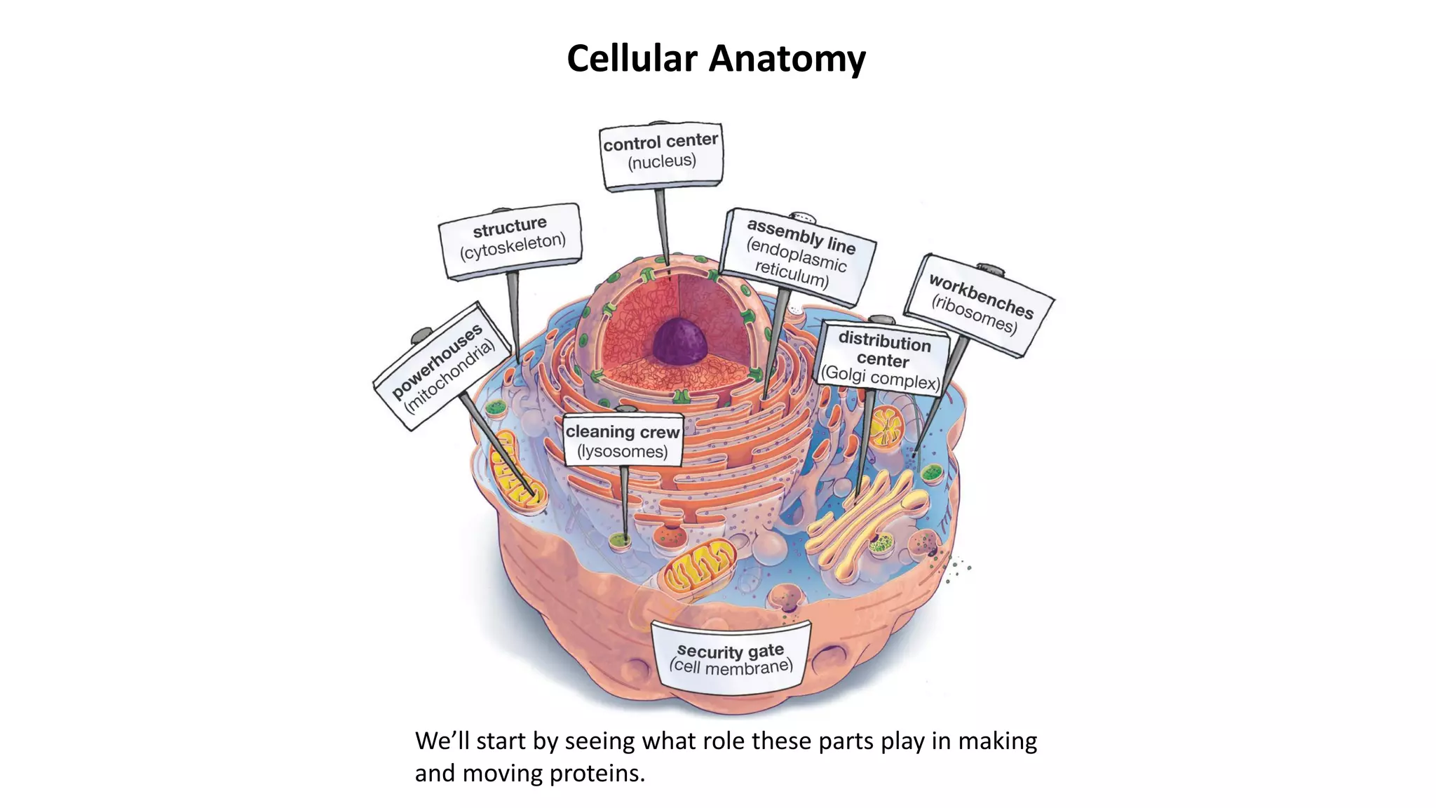 KULIAH I-BIOLOGI REPRODUKSI & GENETIKA DASAR.pdf