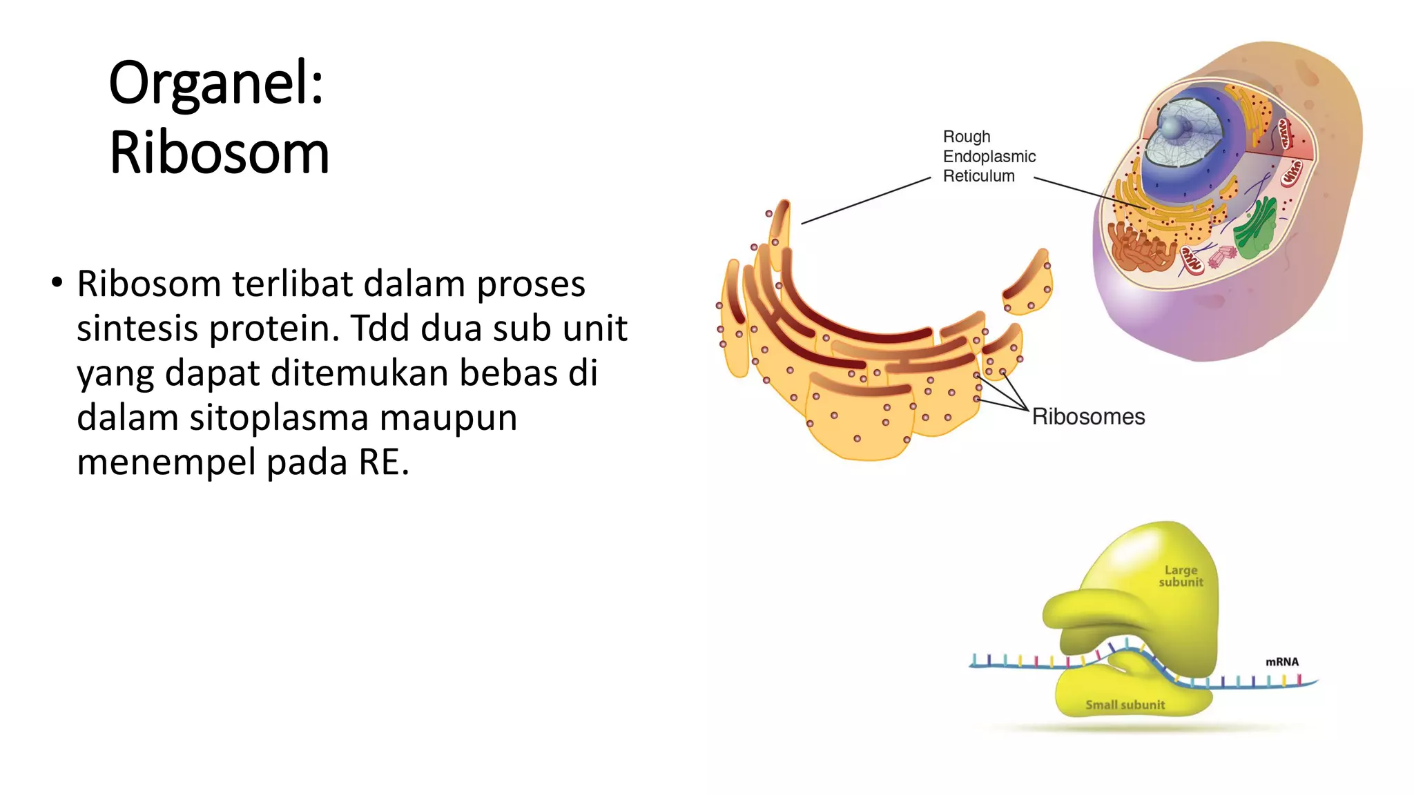 KULIAH I-BIOLOGI REPRODUKSI & GENETIKA DASAR.pdf