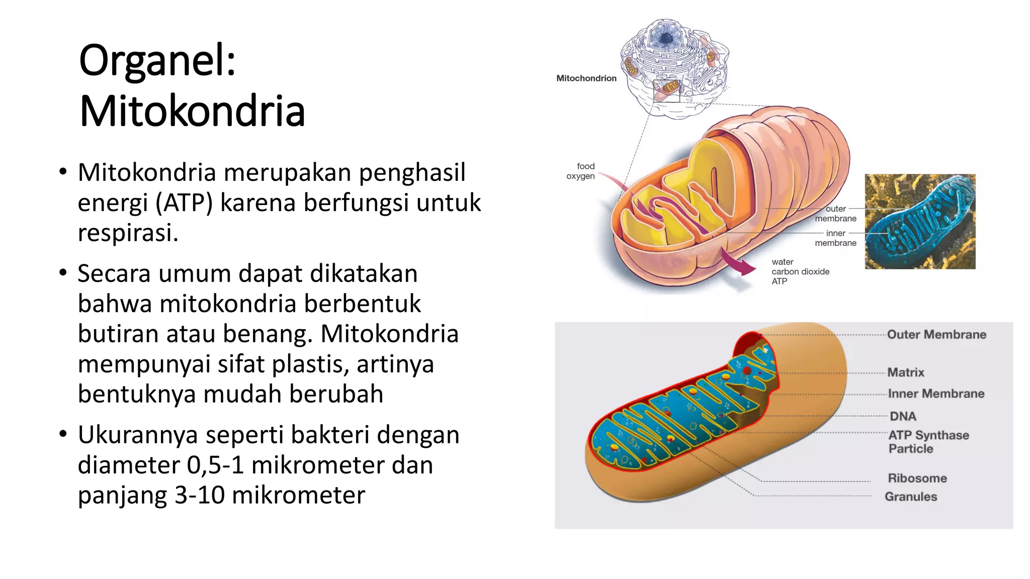 KULIAH I-BIOLOGI REPRODUKSI & GENETIKA DASAR.pdf