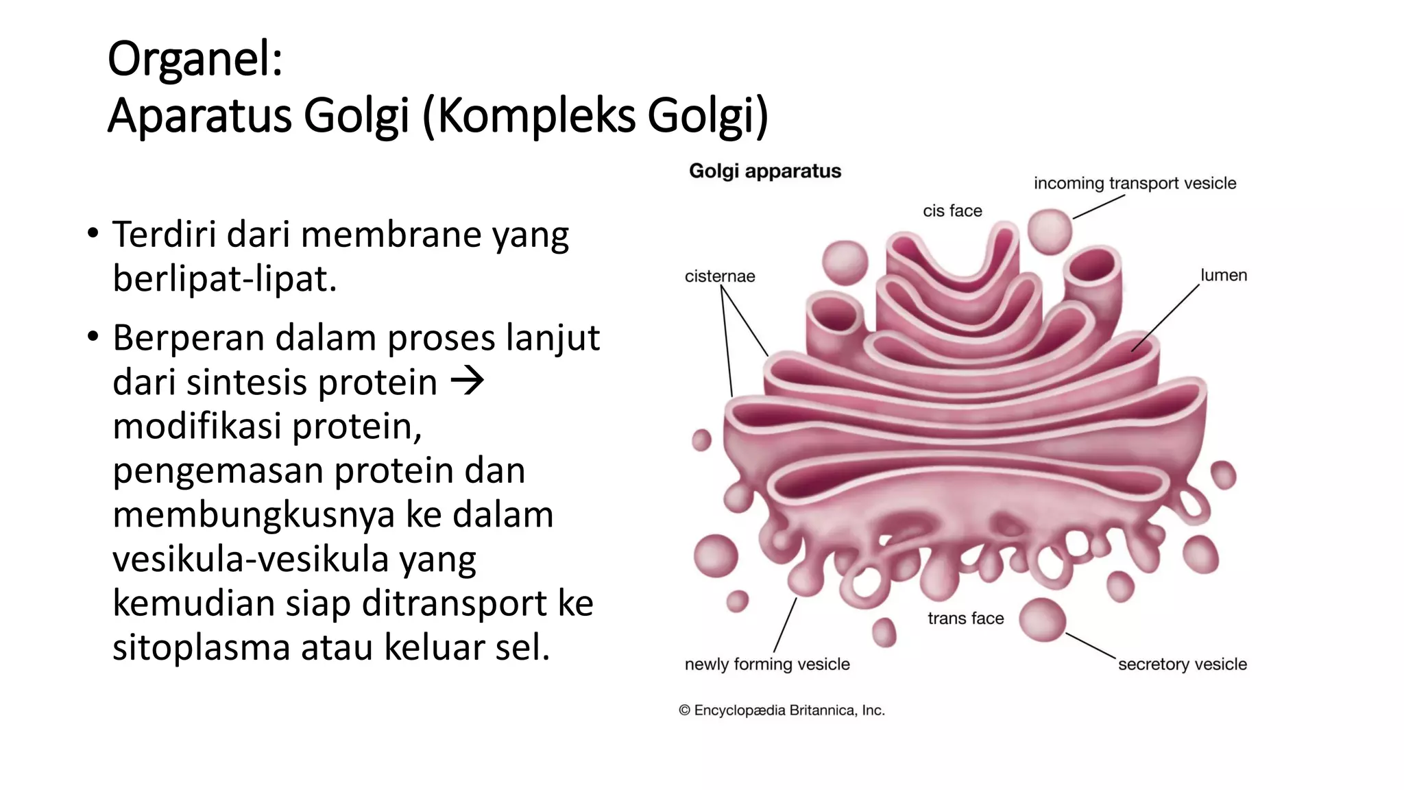 KULIAH I-BIOLOGI REPRODUKSI & GENETIKA DASAR.pdf