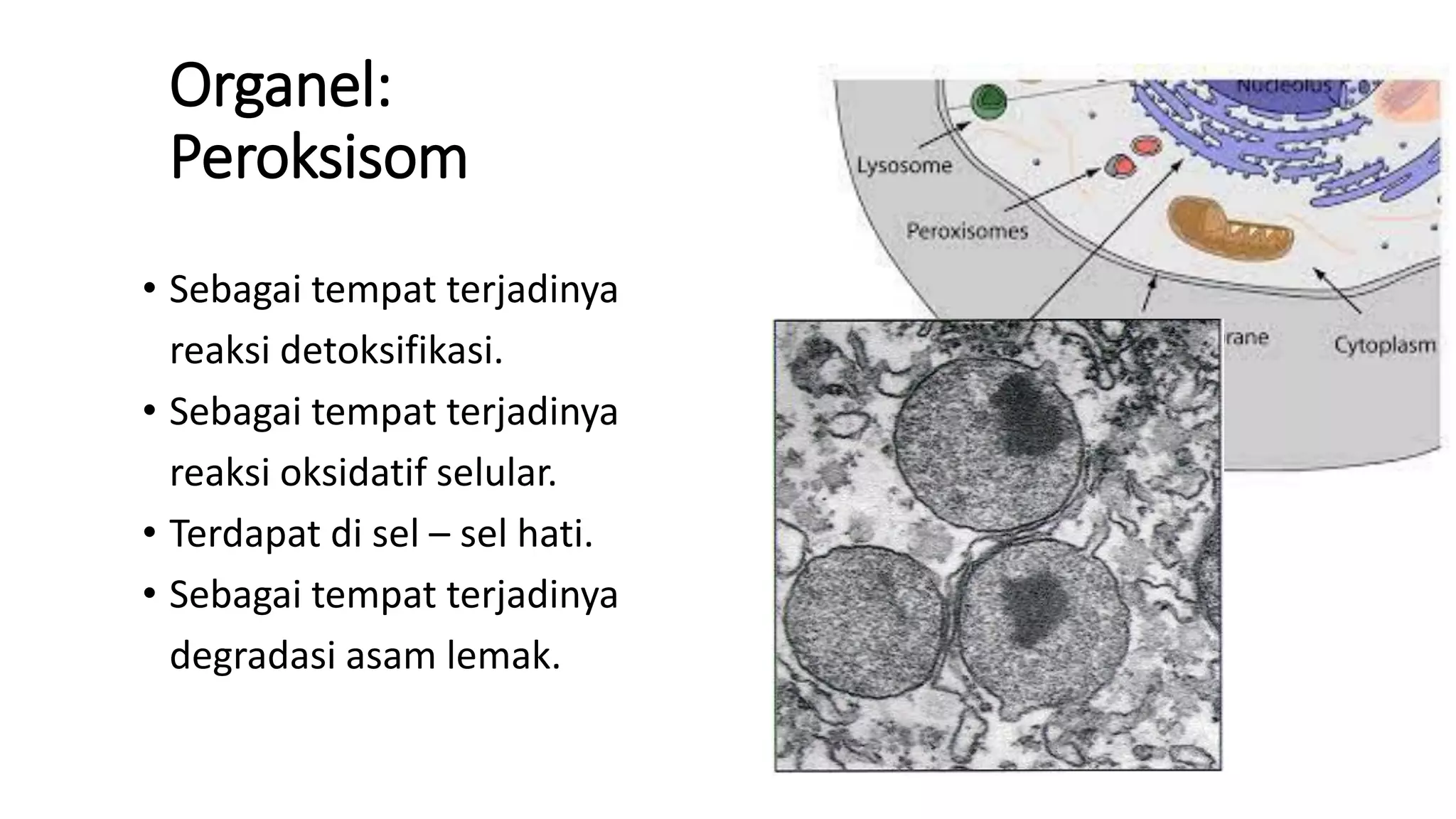 KULIAH I-BIOLOGI REPRODUKSI & GENETIKA DASAR.pdf