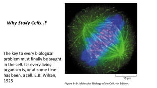 KULIAH I-BIOLOGI REPRODUKSI & GENETIKA DASAR.pdf