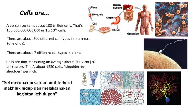 KULIAH I-BIOLOGI REPRODUKSI & GENETIKA DASAR.pdf