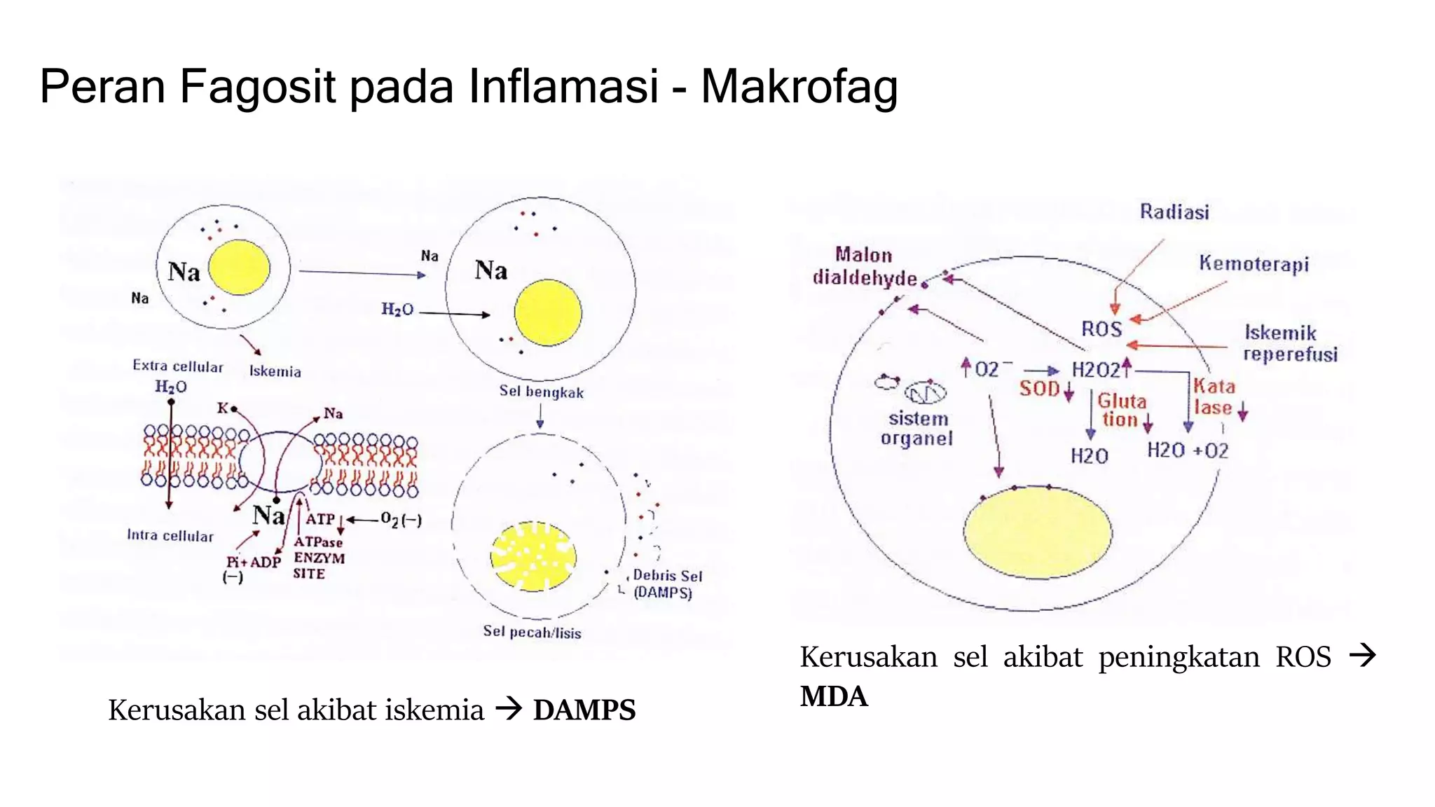 Kuliah Inflamasi.pptx