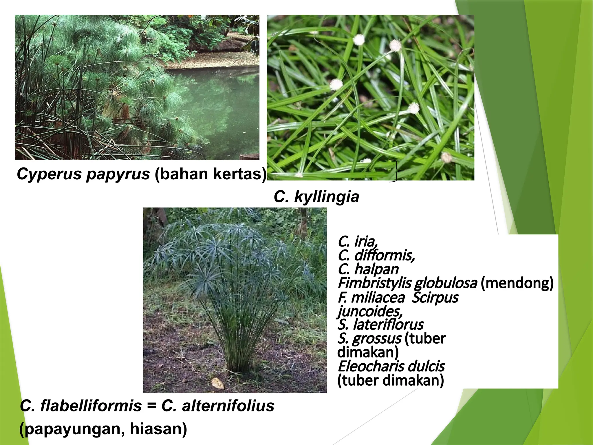 materi kuliah bahan alam. silahkan di baca | PPTX