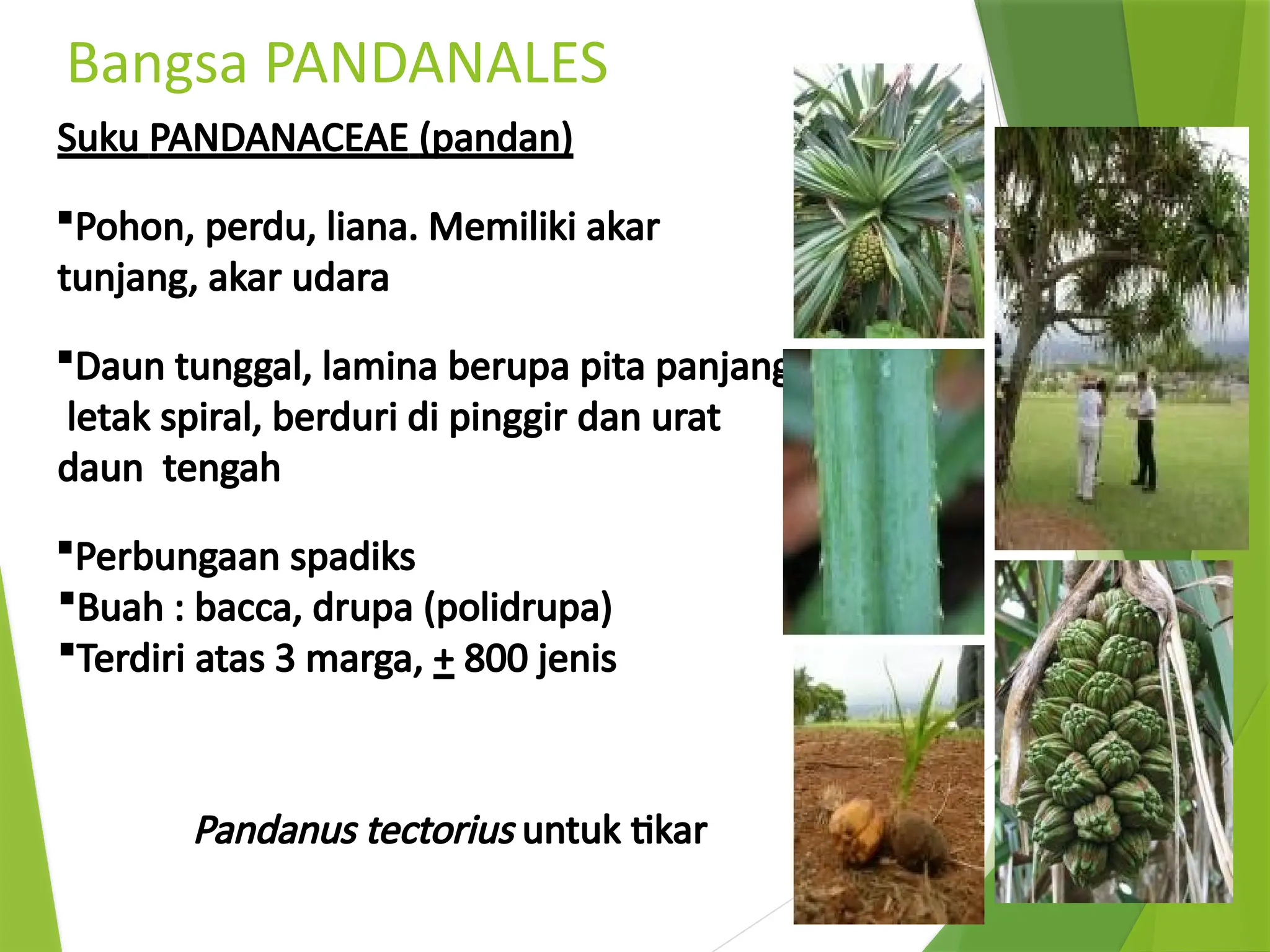 materi kuliah bahan alam. silahkan di baca | PPTX