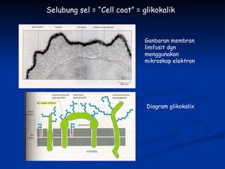 kuliahmembransel.pptewgewygr4ye4ye5yhehy5rhyerhreghrsgdsbsg | PPT