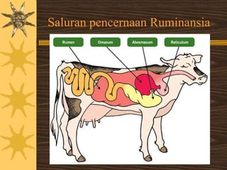 Kuliah_mikroba_rumen.ppt