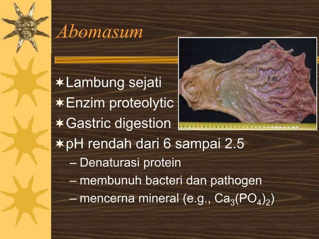 Kuliah_mikroba_rumen.ppt