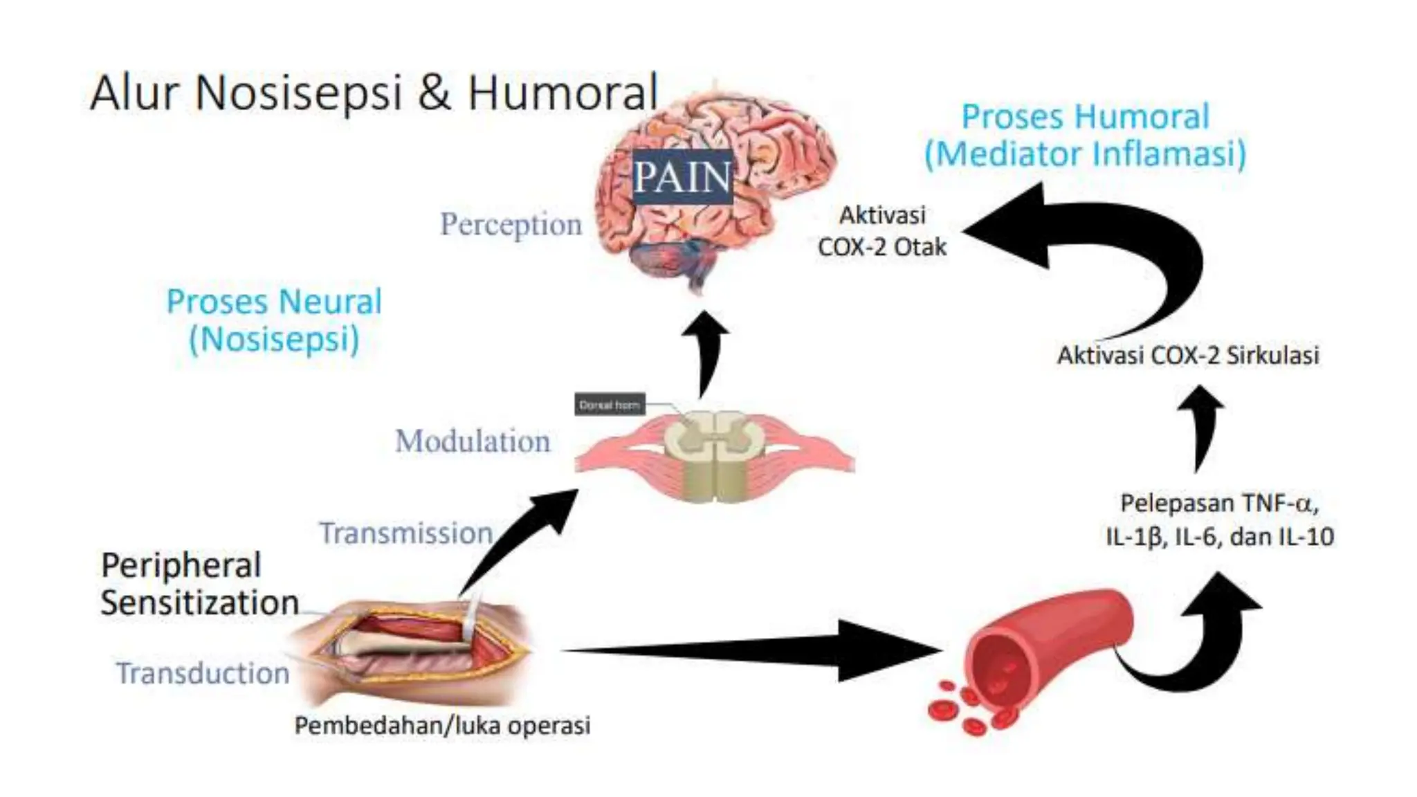Pain Physiology, Slide and Preview for superficial knowledge | PPTX