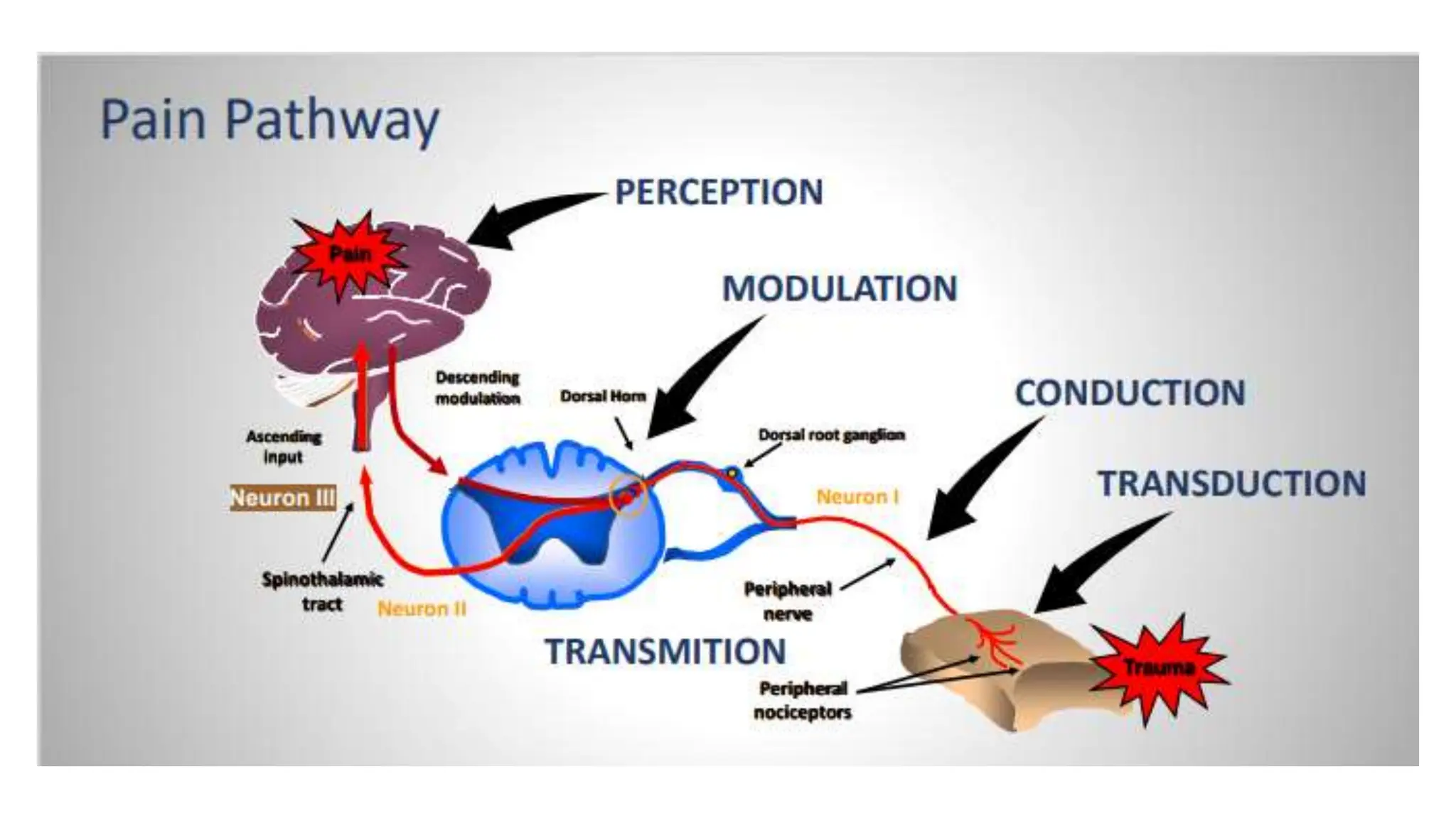 Pain Physiology, Slide and Preview for superficial knowledge | PPT