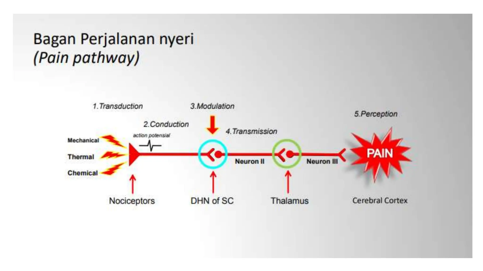 Pain Physiology, Slide and Preview for superficial knowledge | PPT
