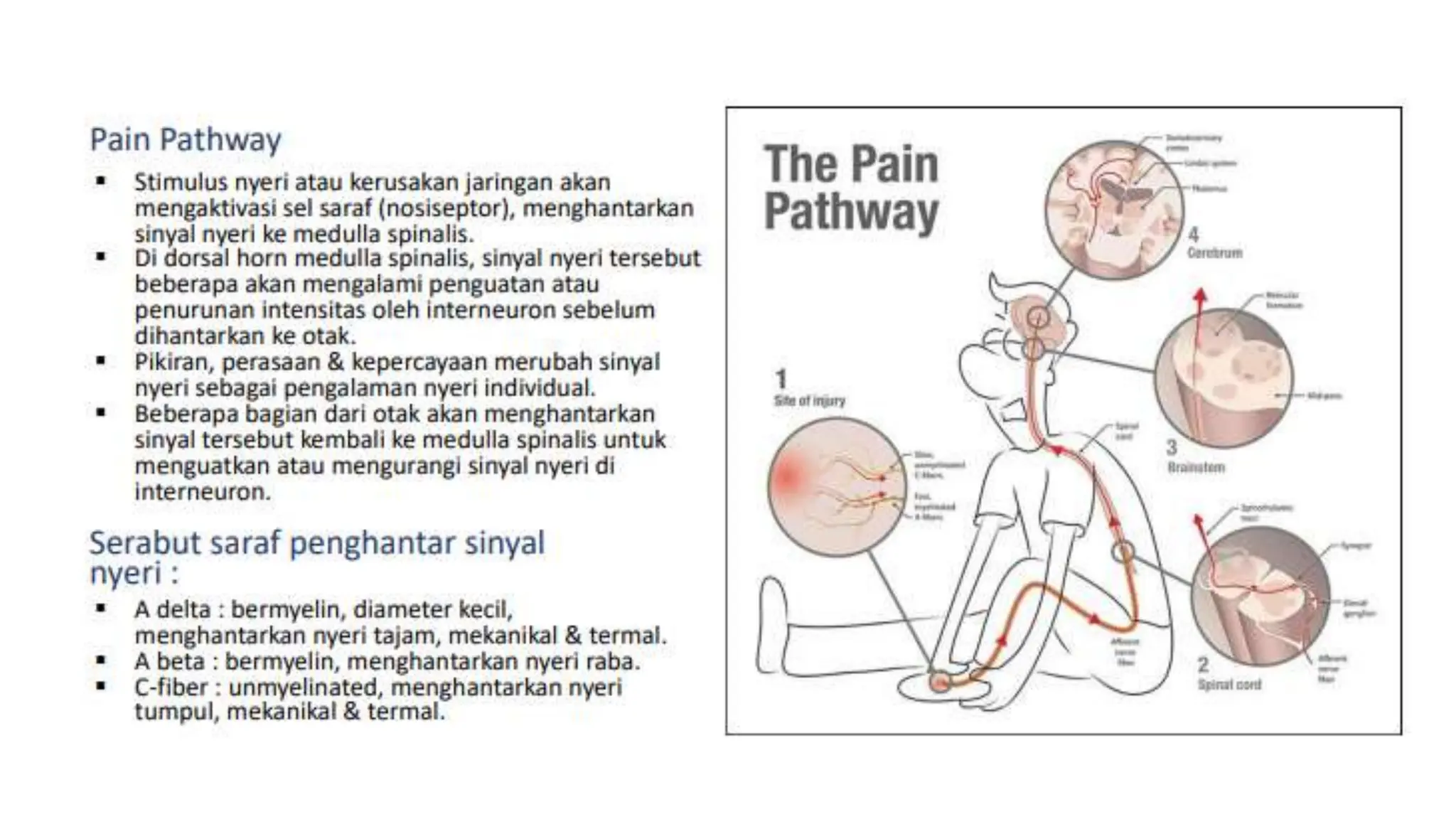 Pain Physiology, Slide and Preview for superficial knowledge | PPTX