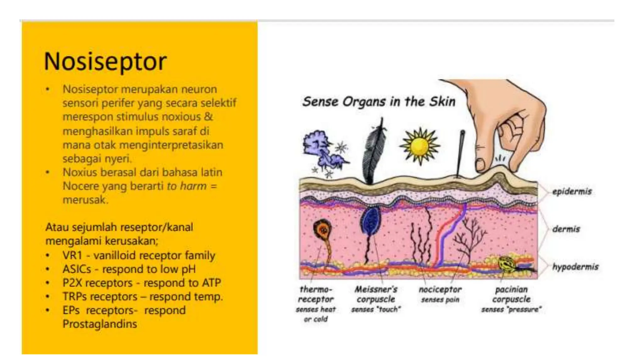 Pain Physiology, Slide and Preview for superficial knowledge | PPTX