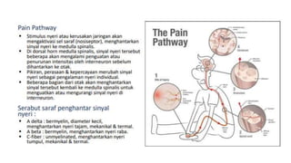 Pain Physiology, Slide and Preview for superficial knowledge | PPT