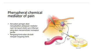 Pain Physiology, Slide and Preview for superficial knowledge | PPT