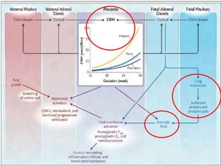 Kuliah penyegaran parturition, 7 cardinal movements, pelvimetri | PPTX