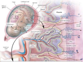 Kuliah penyegaran parturition, 7 cardinal movements, pelvimetri | PPTX