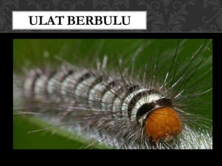 Kuliah VII. Ilmu_Hama_Tumbuhan.pptx