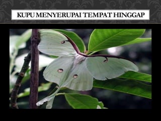 Kuliah VII. Ilmu_Hama_Tumbuhan.pptx