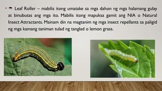 POWERPOINT SA Kulisap at Peste! Puksain Na!.pptx