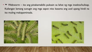 POWERPOINT SA Kulisap at Peste! Puksain Na!.pptx