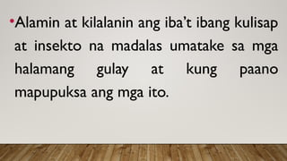 POWERPOINT SA Kulisap at Peste! Puksain Na!.pptx