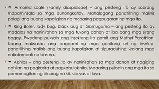 POWERPOINT SA Kulisap at Peste! Puksain Na!.pptx