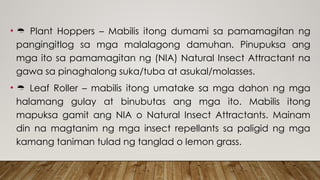 POWERPOINT SA Kulisap at Peste! Puksain Na!.pptx