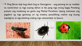 POWERPOINT SA Kulisap at Peste! Puksain Na!.pptx