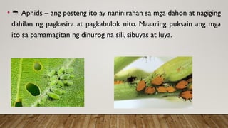 POWERPOINT SA Kulisap at Peste! Puksain Na!.pptx
