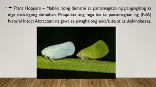 POWERPOINT SA Kulisap at Peste! Puksain Na!.pptx
