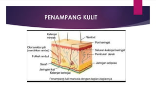 POWERPOINT PENAMPANG MELITANG BAB KULIT.pptx